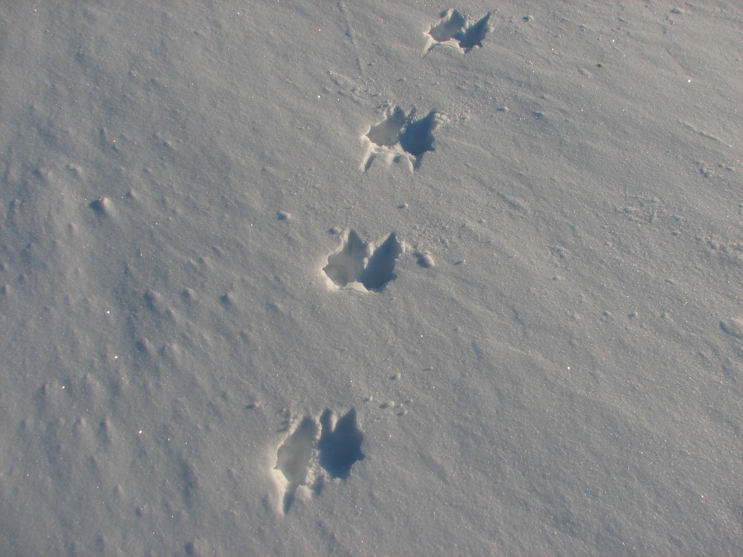 Orava | Luonnonvarakeskus