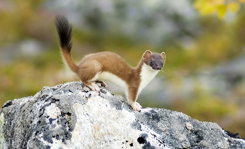 Kärppä | Luonnonvarakeskus