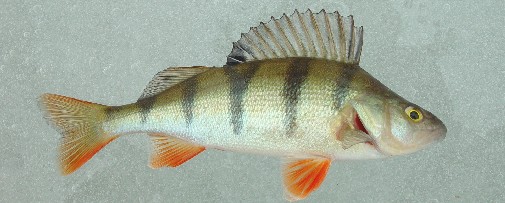 Ahven | Luonnonvarakeskus