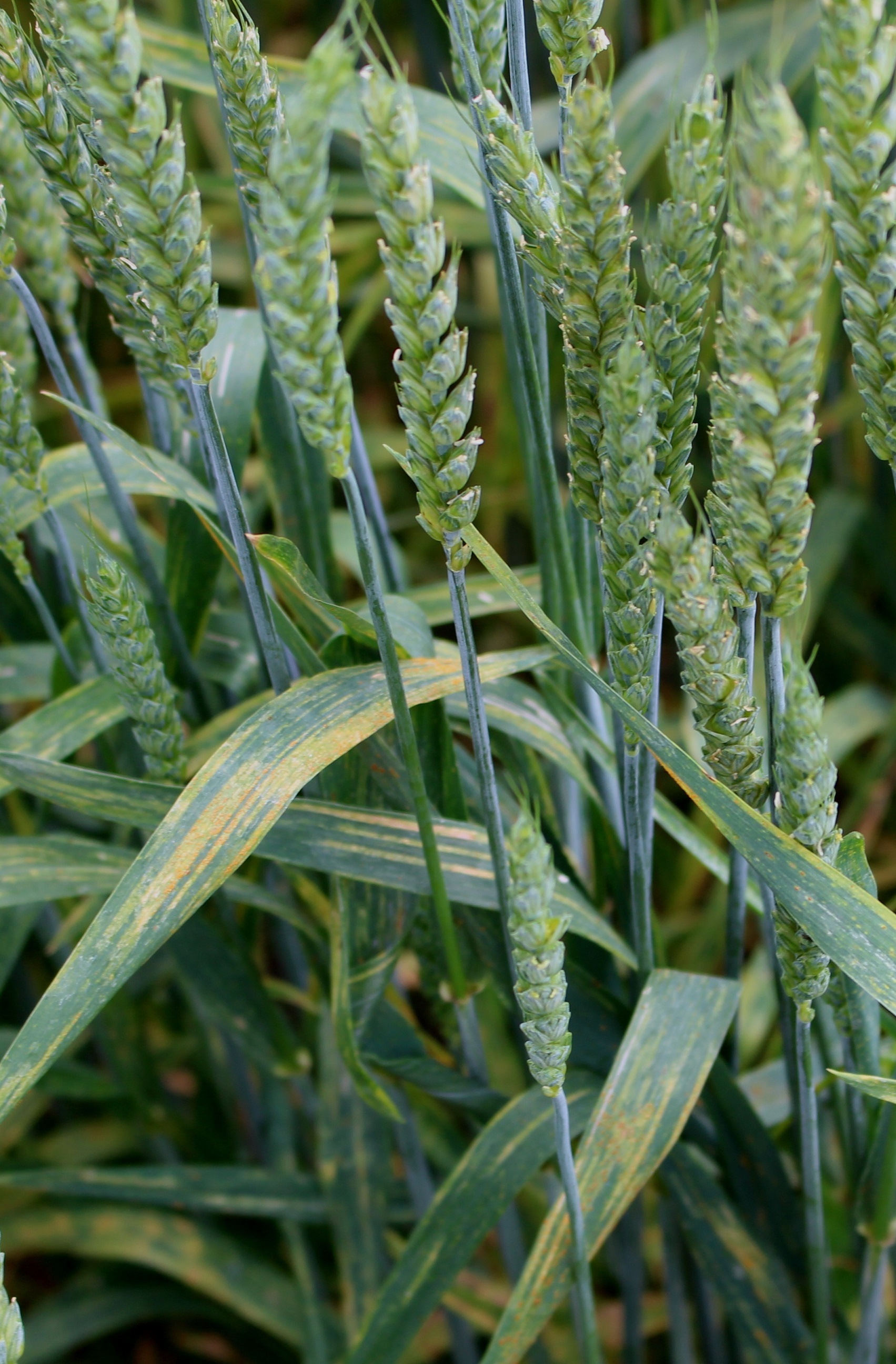 Keltaruoste | Luonnonvarakeskus