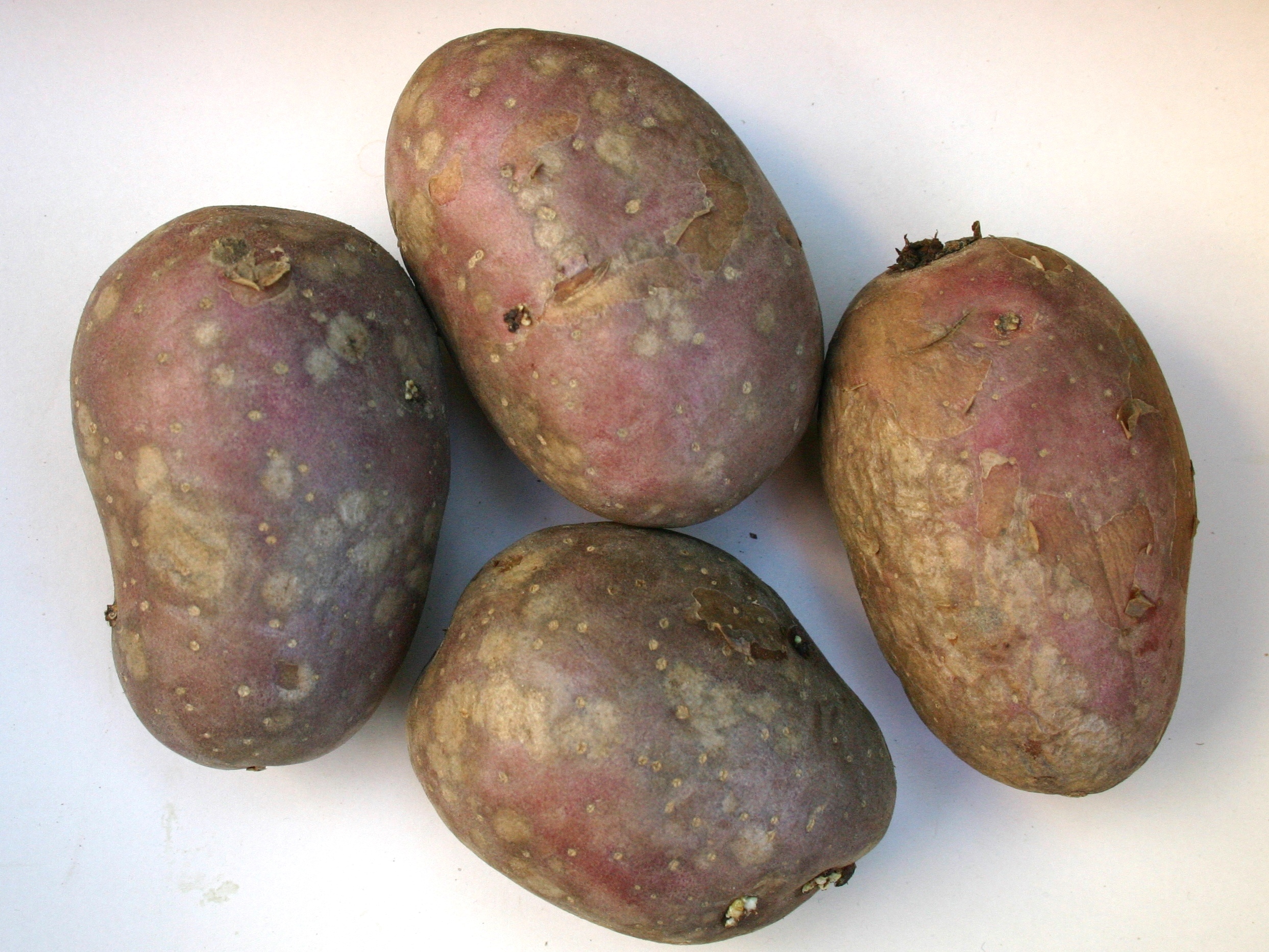 Harmaahilse | Luonnonvarakeskus