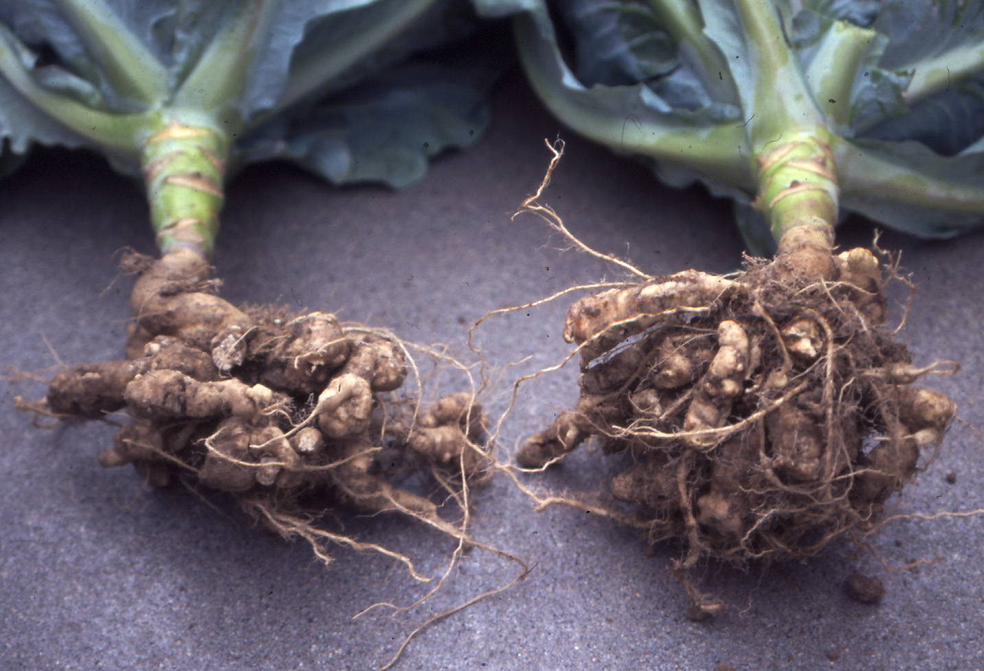 Möhöjuuri | Luonnonvarakeskus