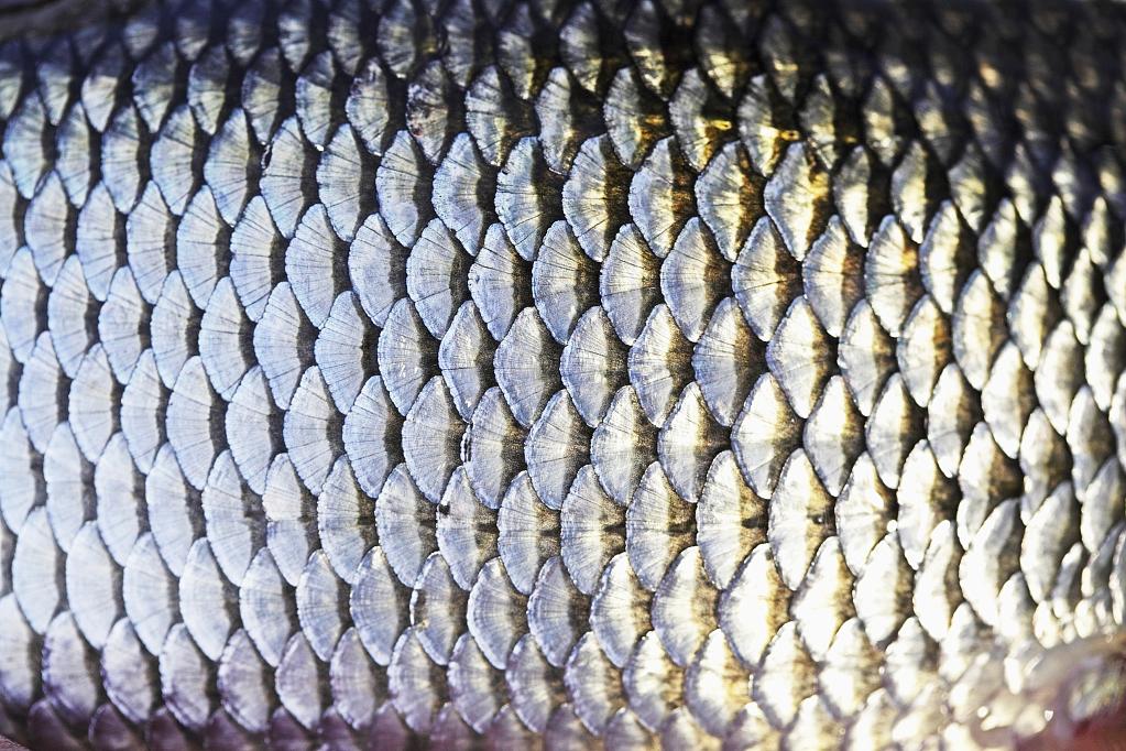 Kampela | Luonnonvarakeskus