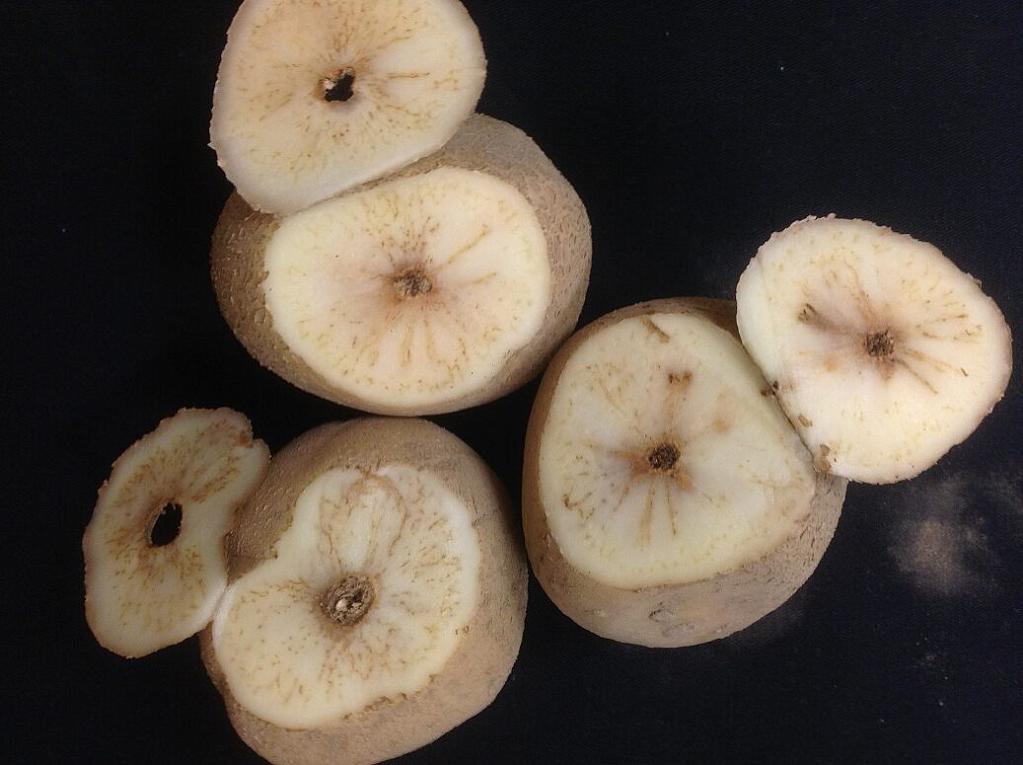 Candidatus Liberibacter solanacearum –bakteeri | Luonnonvarakeskus