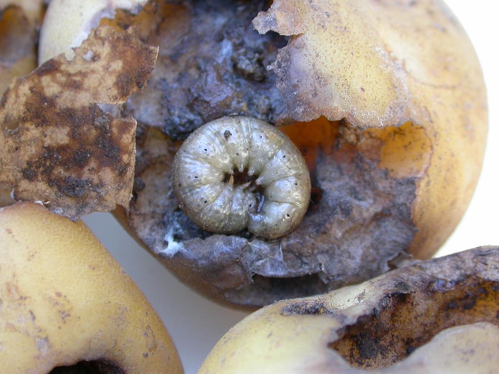 Orasyökkönen ja muut maayökköset | Luonnonvarakeskus