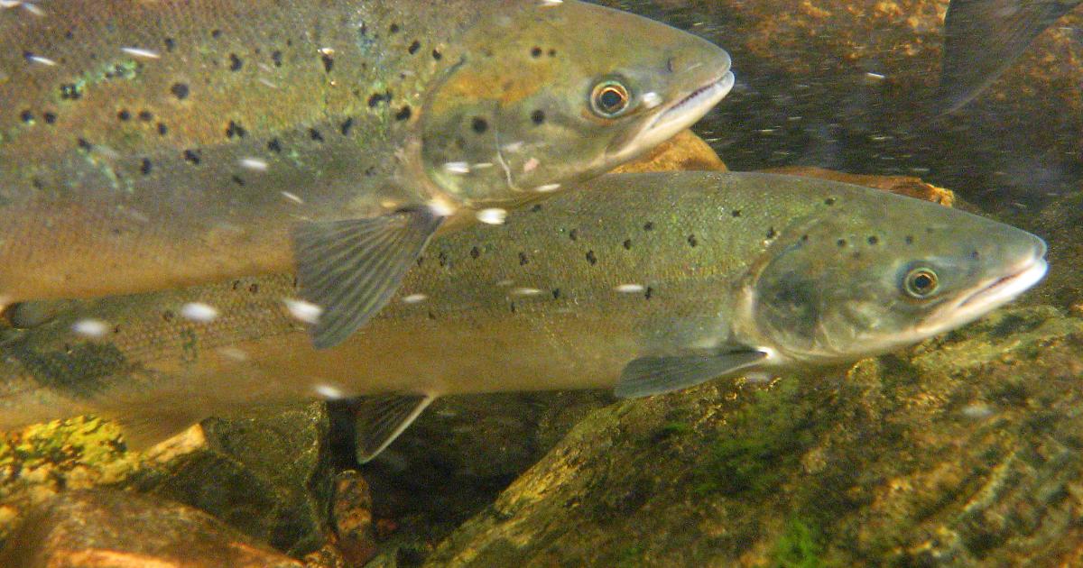 Tornionjoen ja Simojoen lohiseurannat | Luonnonvarakeskus