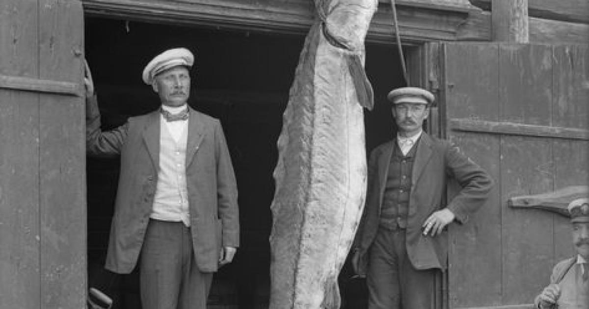 Atlantinsampi on palannut Itämereen – havaintoja kaivataan ...