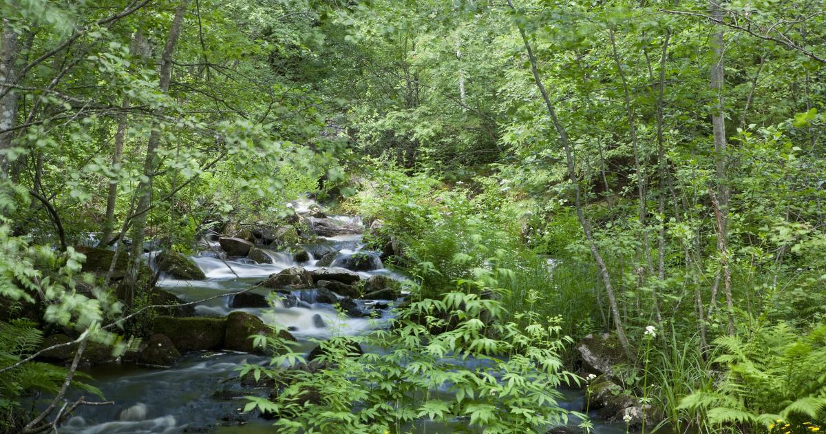 SDG 15: Protect, restore and promote sustainable use of terrestrial ...