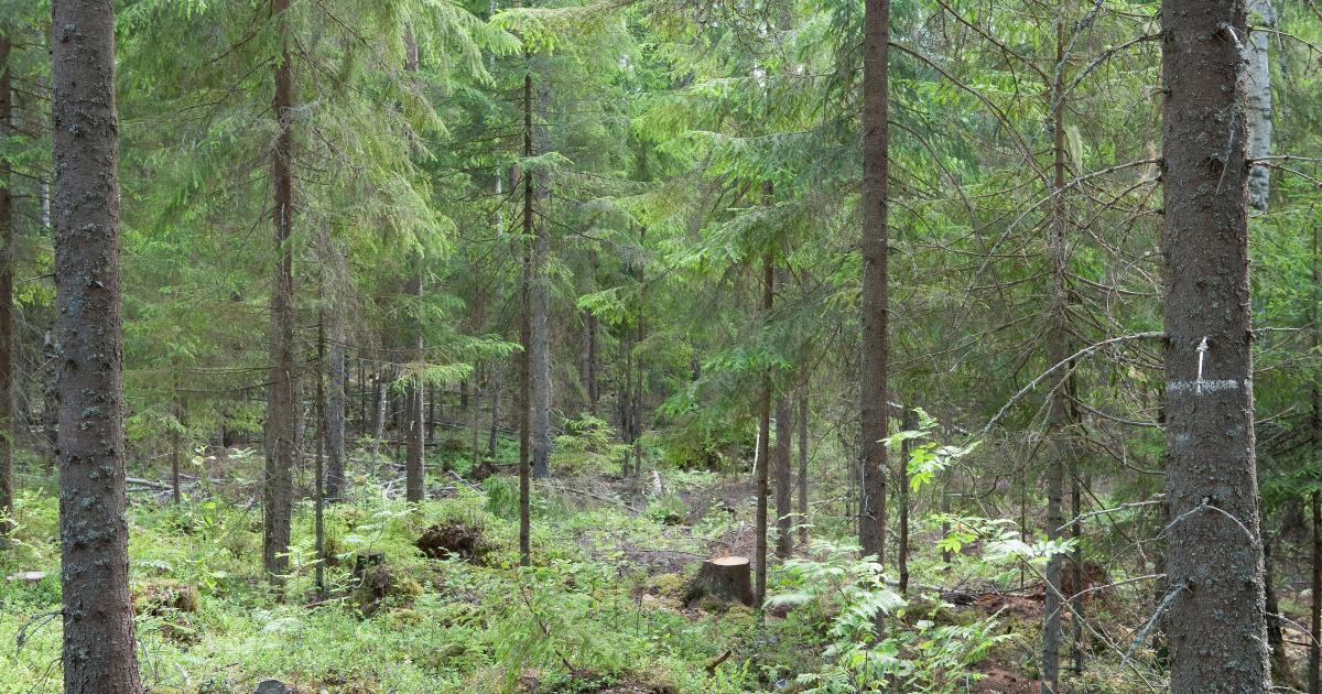 SDG 15: Protect, restore and promote sustainable use of terrestrial ...