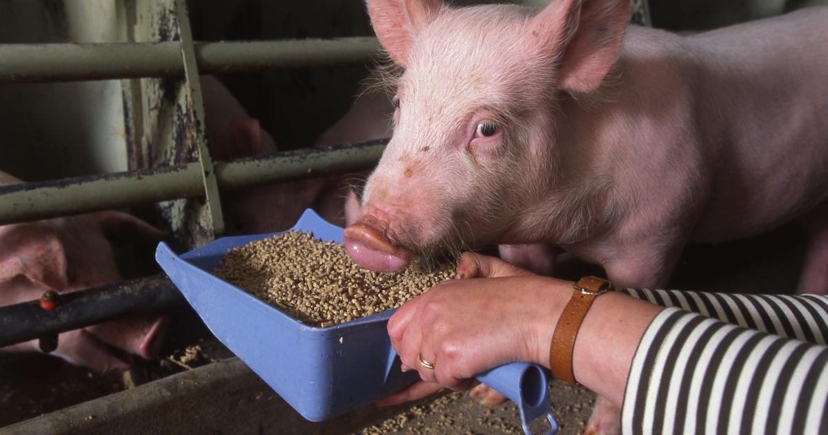 Feed Tables - Pigs | Natural Resources Institute Finland