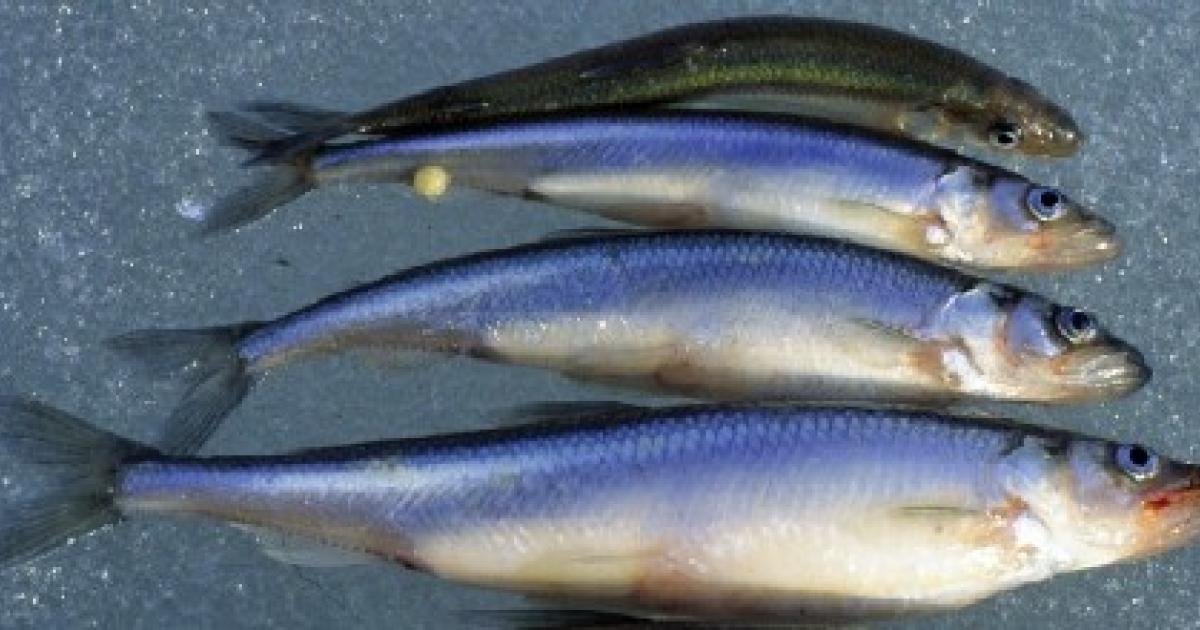 Kuore | Luonnonvarakeskus