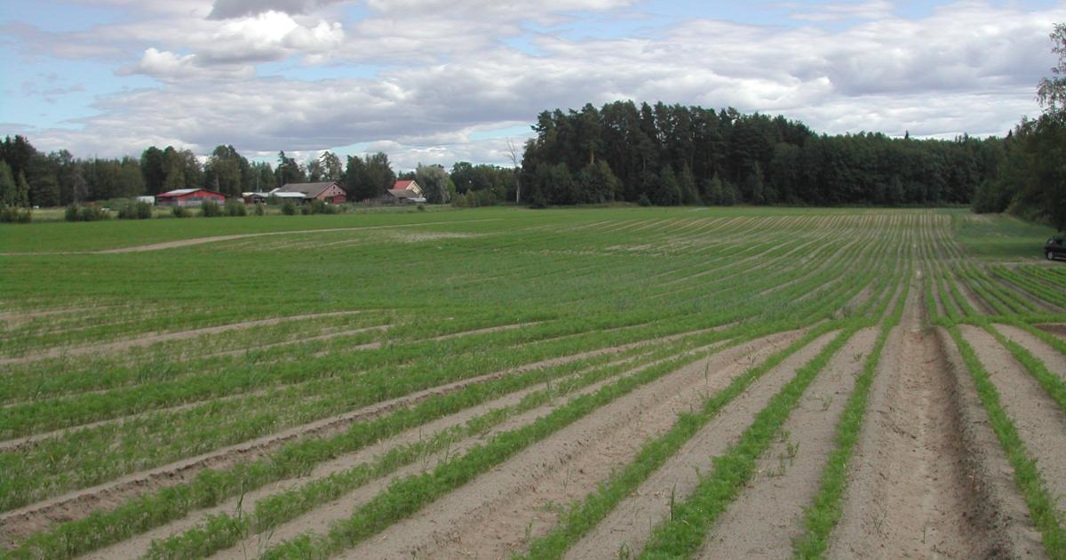Odlings- och såmetoder | Naturresursinstitutet