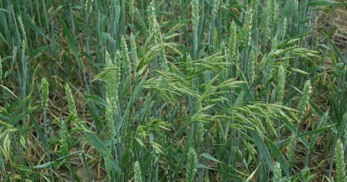 Ruiskattara | Luonnonvarakeskus