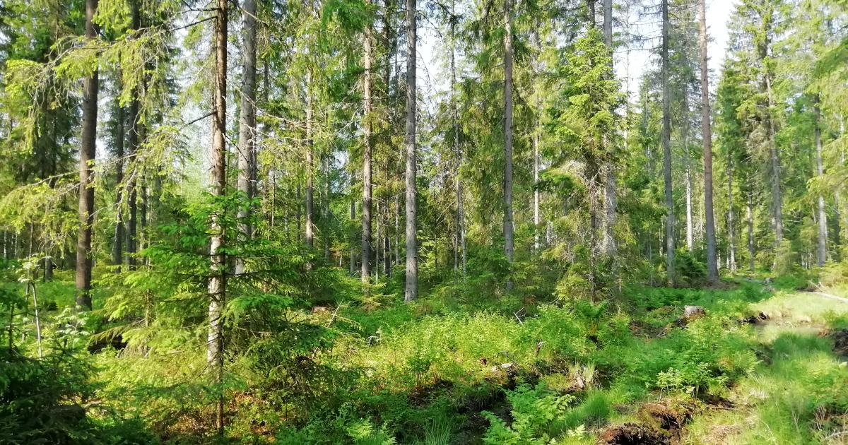 HoliSoils synthesis reports for policy makers, practitioners, experts ...