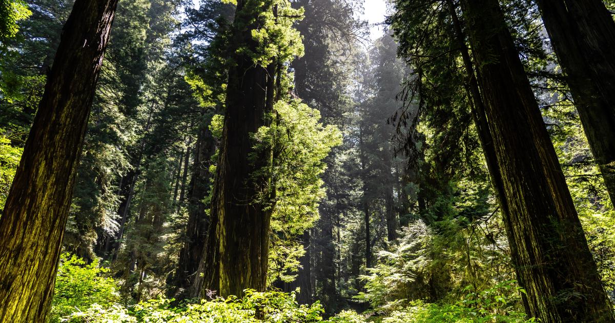 Trees4Adapt project launched to address risks from climate change and ...