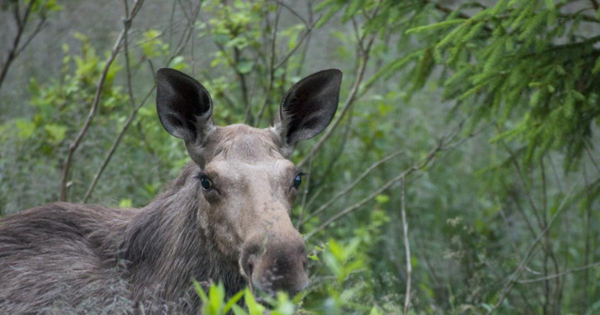 Tutkittua tietoa hirvien liikkeistä | Luonnonvarakeskus
