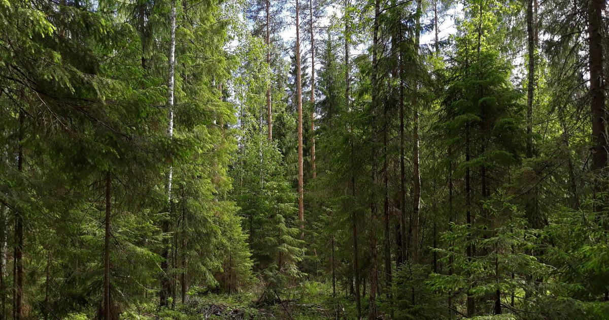 Ensimmäinen suotyyppien paikkatietoaineisto kattaa koko Suomen suot ja ...