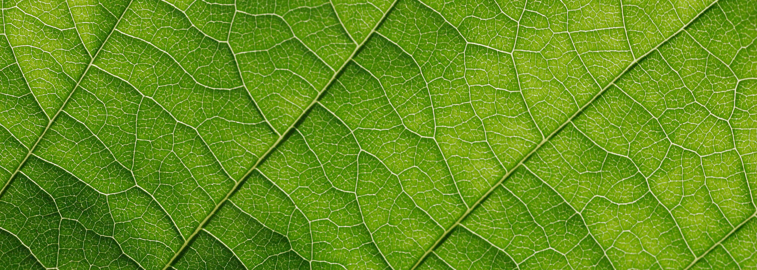 Kuoppalaho | Luonnonvarakeskus