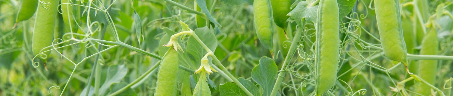 Satotilasto 2025: Viljasato tavanomainen, herneestä ja ...